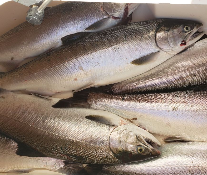 Vancouver Fishing Report June 17, 2024 - Bon Chovy Salmon Fishing Charters