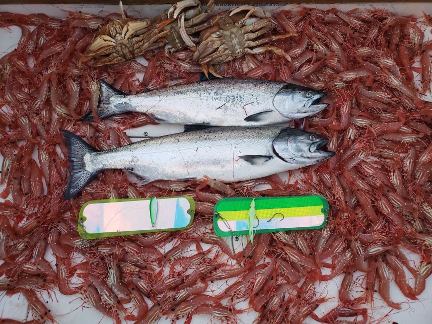 Winter Chinook Salmon Season is Here! - Bon Chovy Salmon Fishing Charters