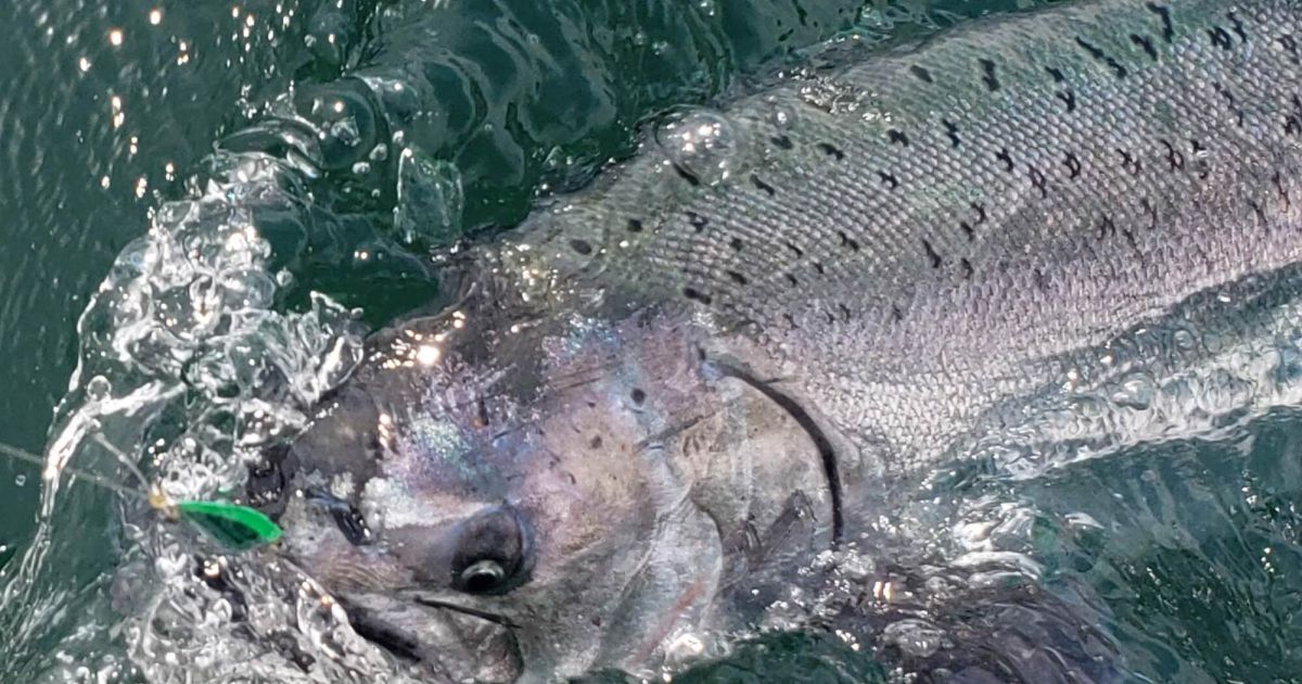 Vancouver Island Spring Salmon Packages - Bon Chovy Salmon Fishing Charters